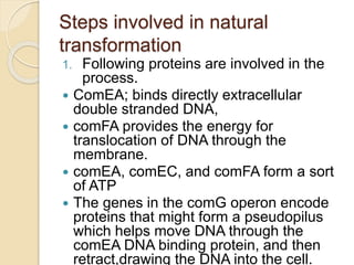 DNA TRANSFORMATION.pptx