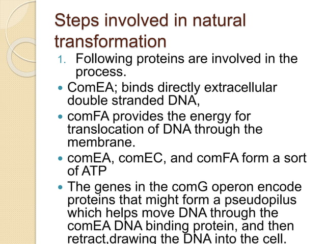 DNA TRANSFORMATION.pptx