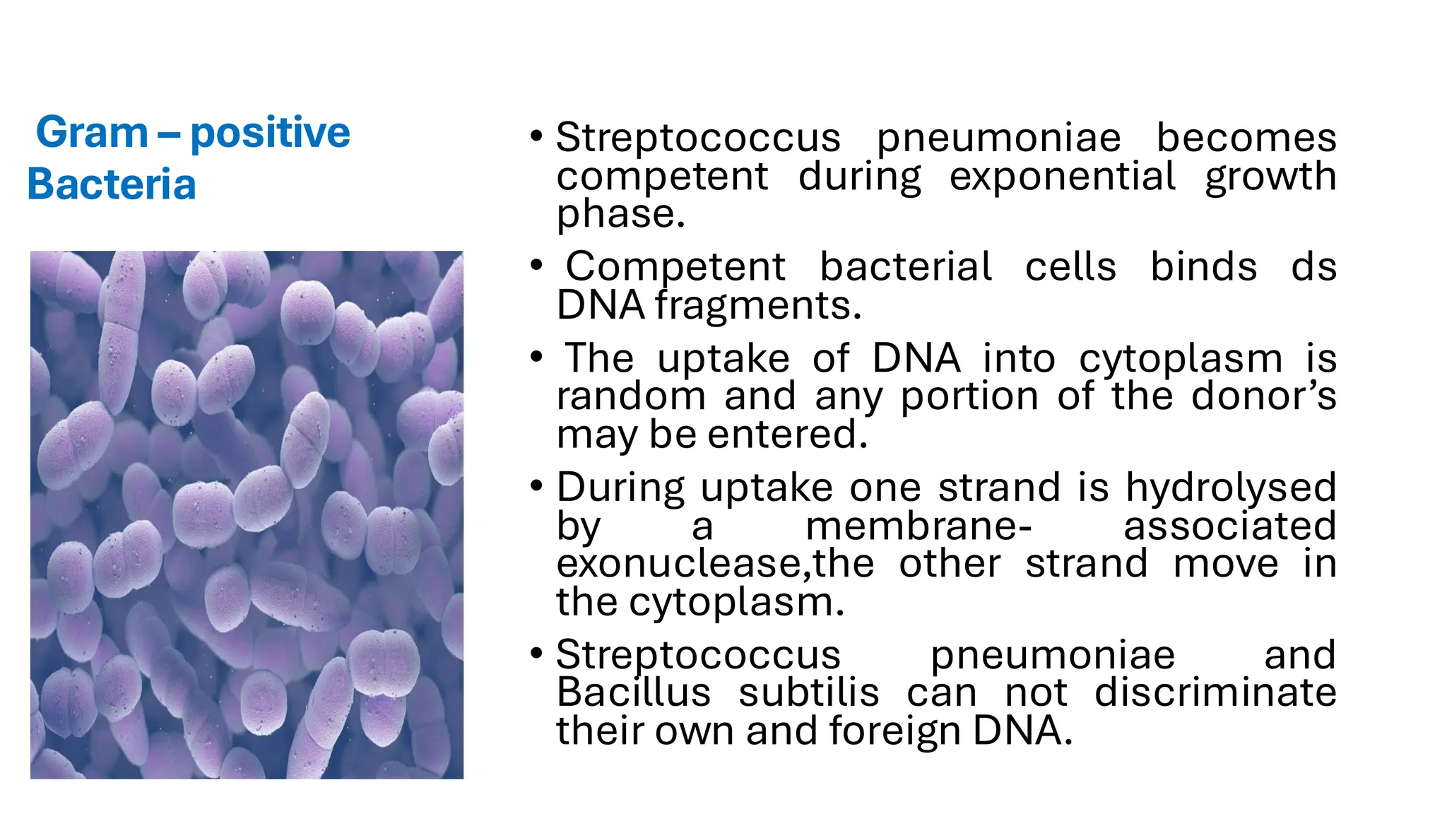 Microbiology, DNA transformation in Bacteria. | PPT