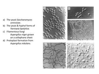 Fungal Transformation - dna transformation in fungi | ODP