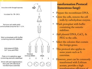 Fungal Transformation - dna transformation in fungi | ODP
