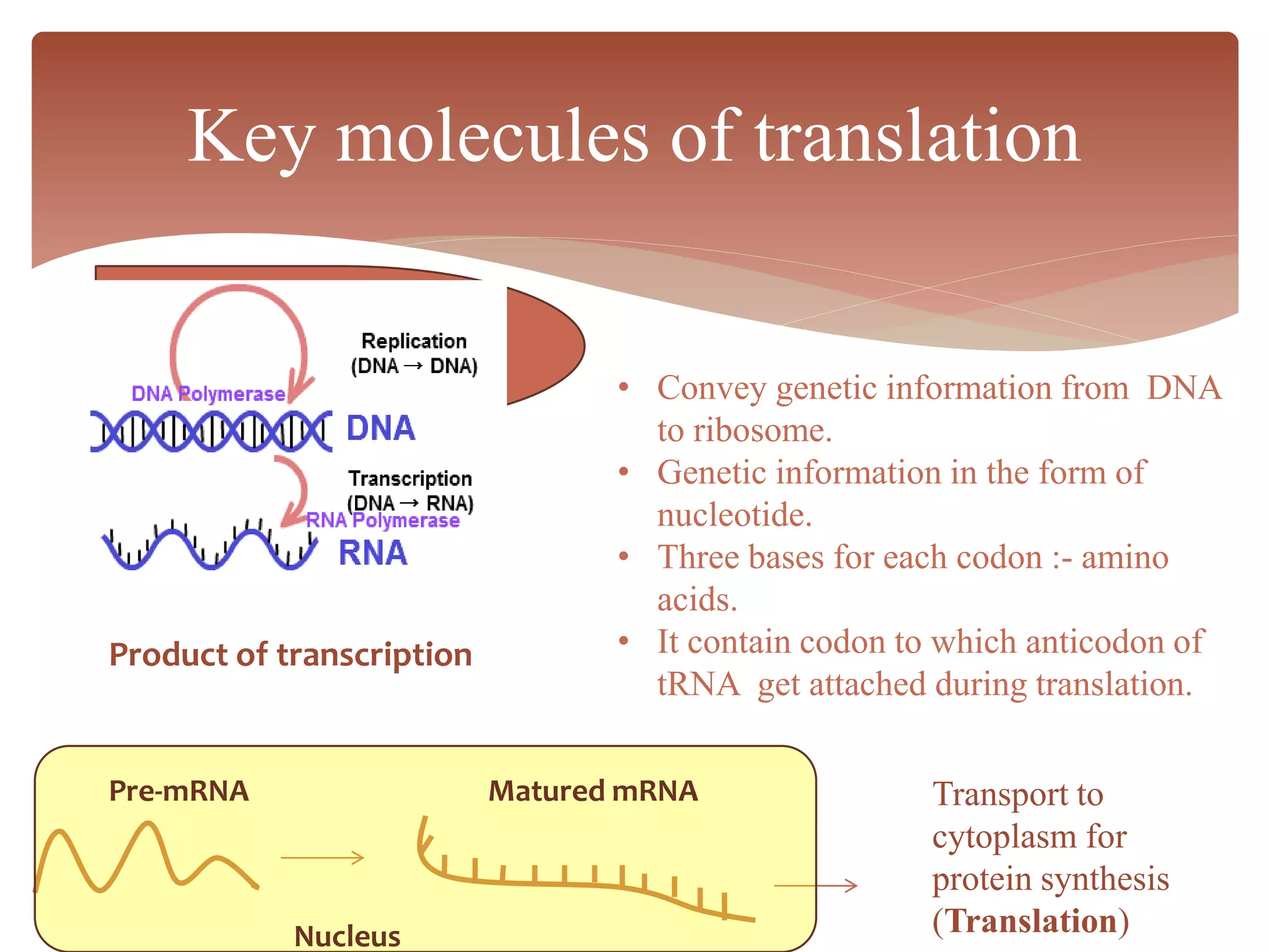 Dna translation | PPTX