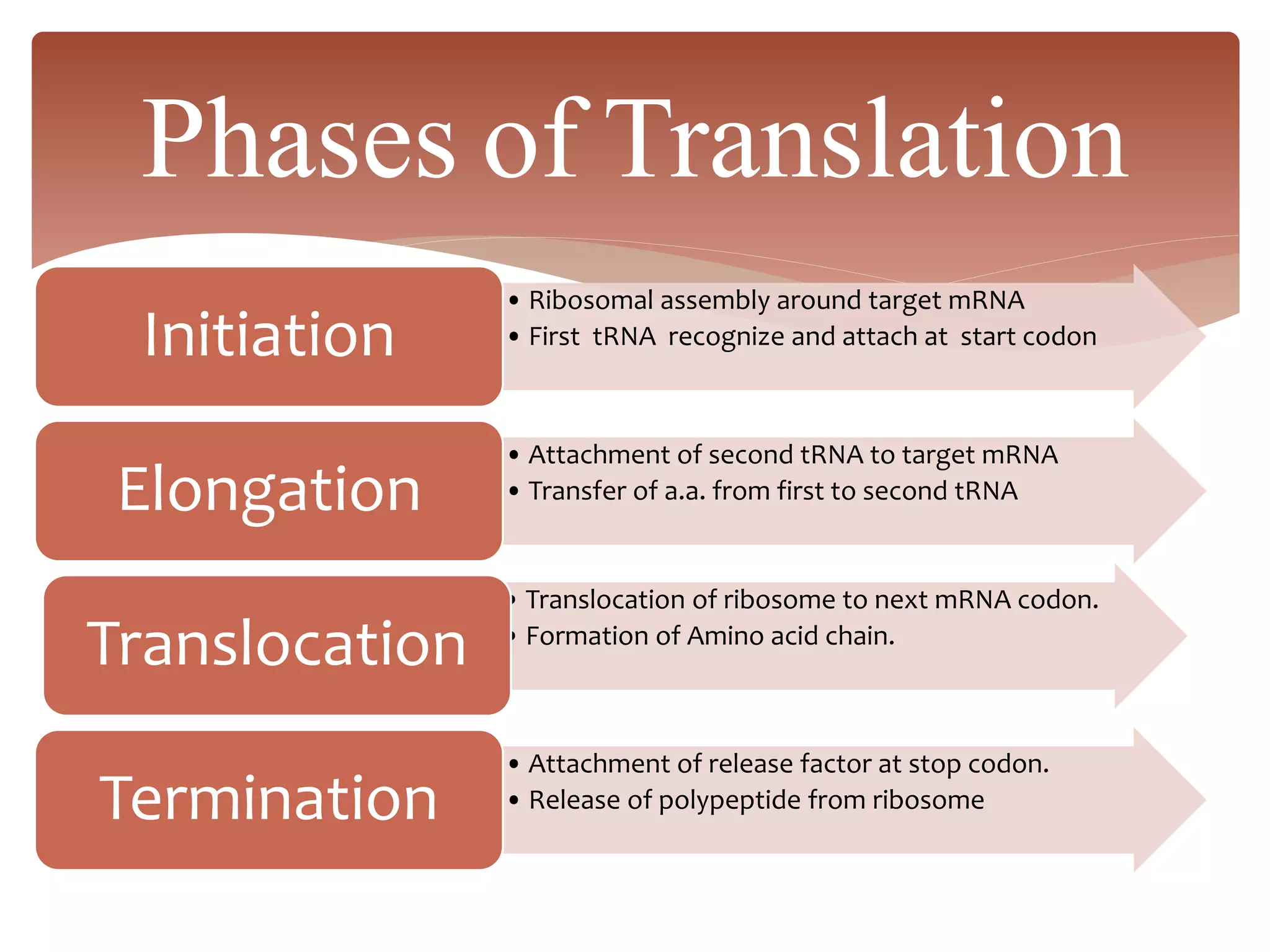 Dna translation | PPTX