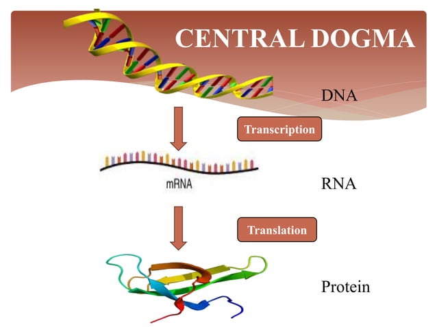 Dna translation | PPTX