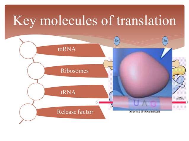 Dna translation | PPTX
