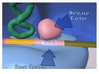 Dna translation | PPTX