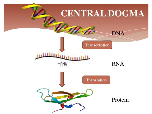 Dna translation