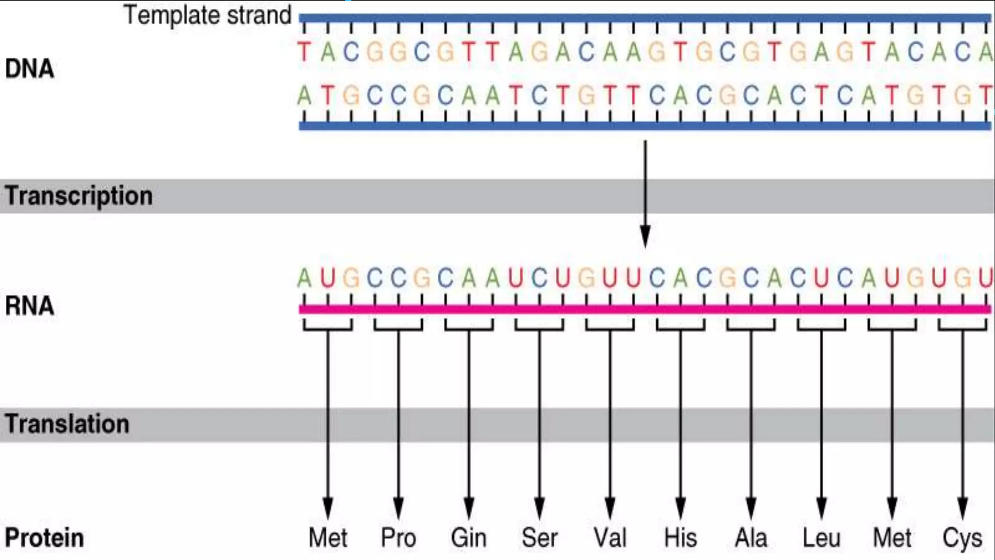 Dna translation and transcription | PPTX
