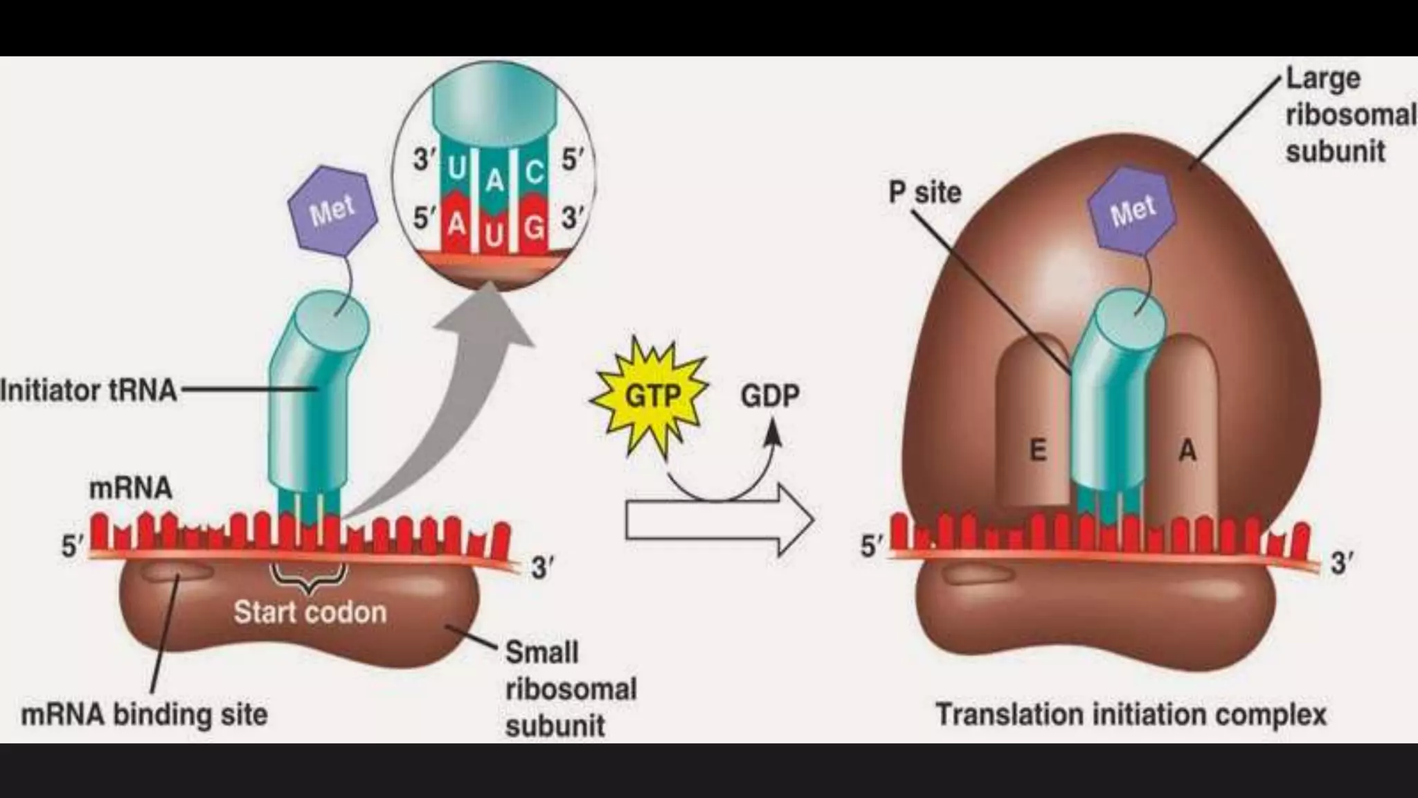 Dna translation and transcription | PPTX