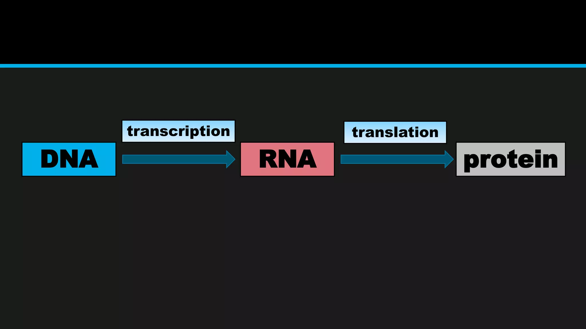 Dna translation and transcription | PPTX