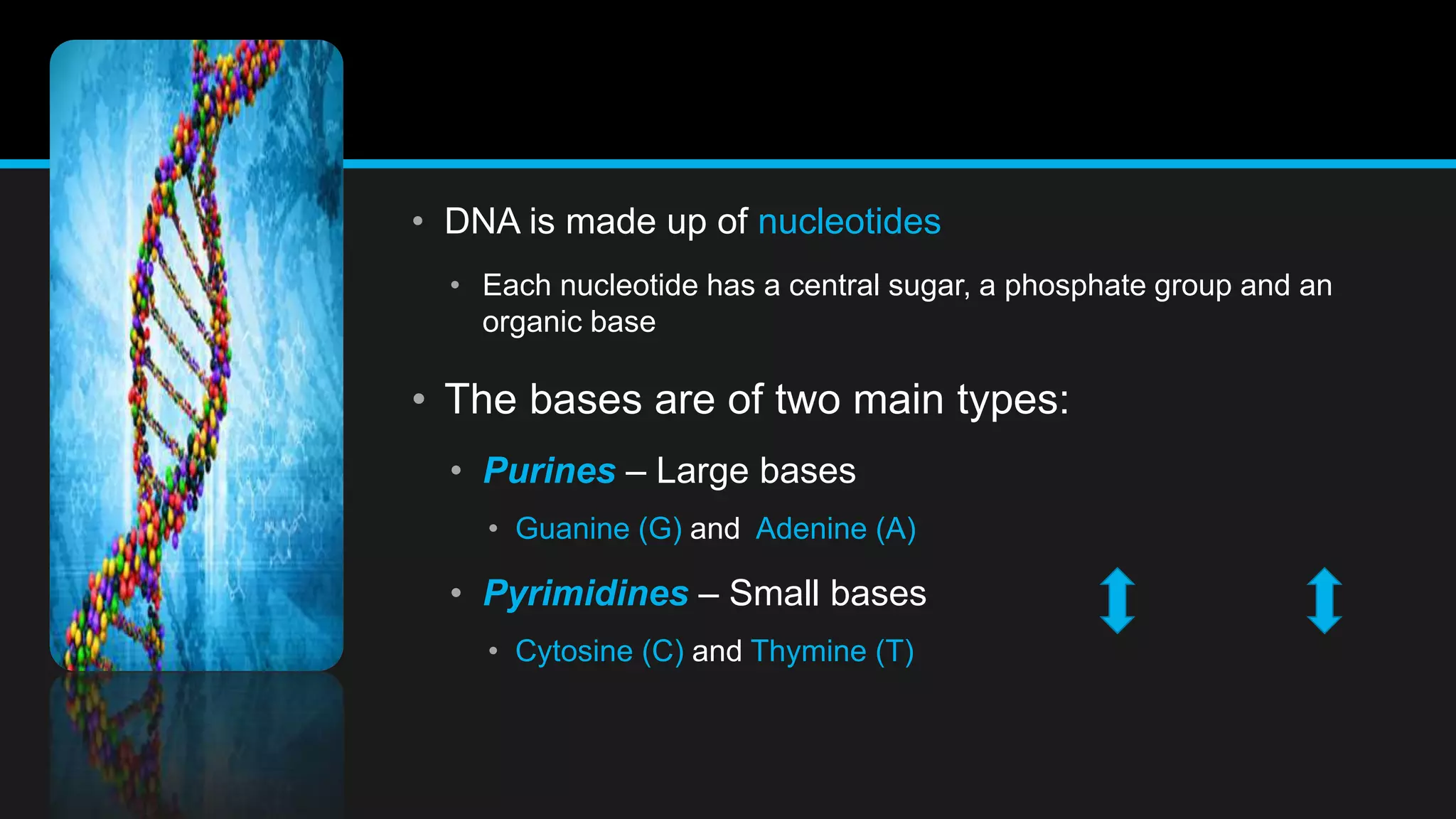 Dna translation and transcription | PPTX