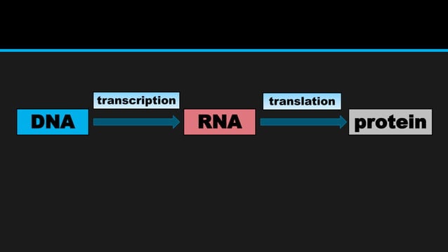 Dna translation and transcription | PPTX | Chemistry | Science