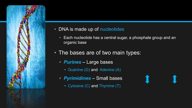 Dna translation and transcription | PPTX | Chemistry | Science