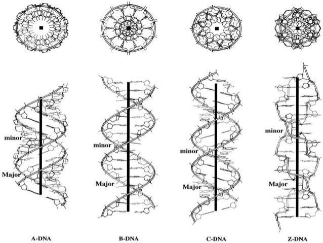 DNA Types