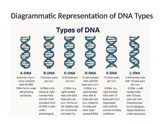 DNA_Types_Full_Comparison 11111111.pptx
