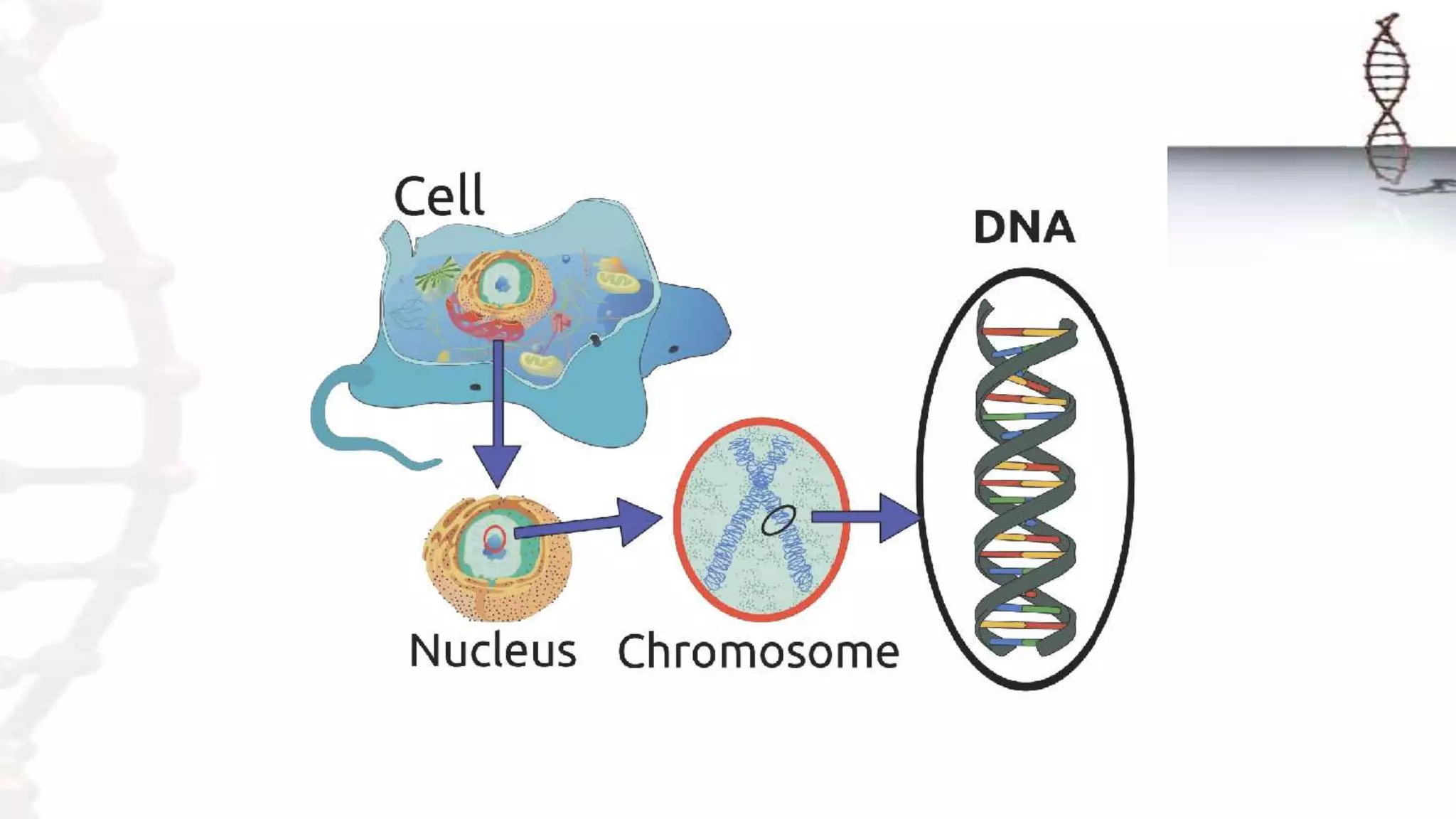 DNA Typing - Unit 1.pptx