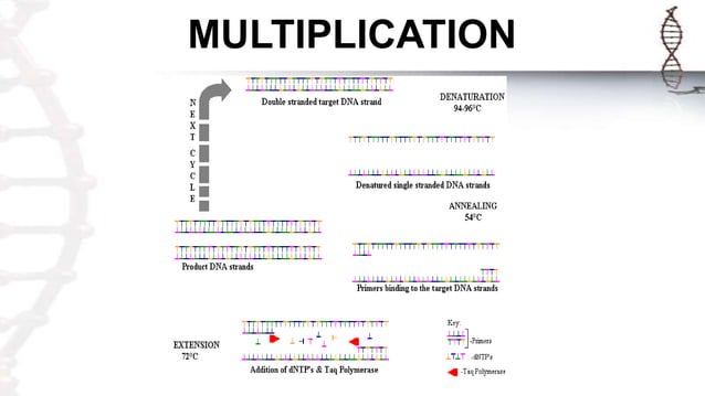 DNA Typing - Unit 1.pptx