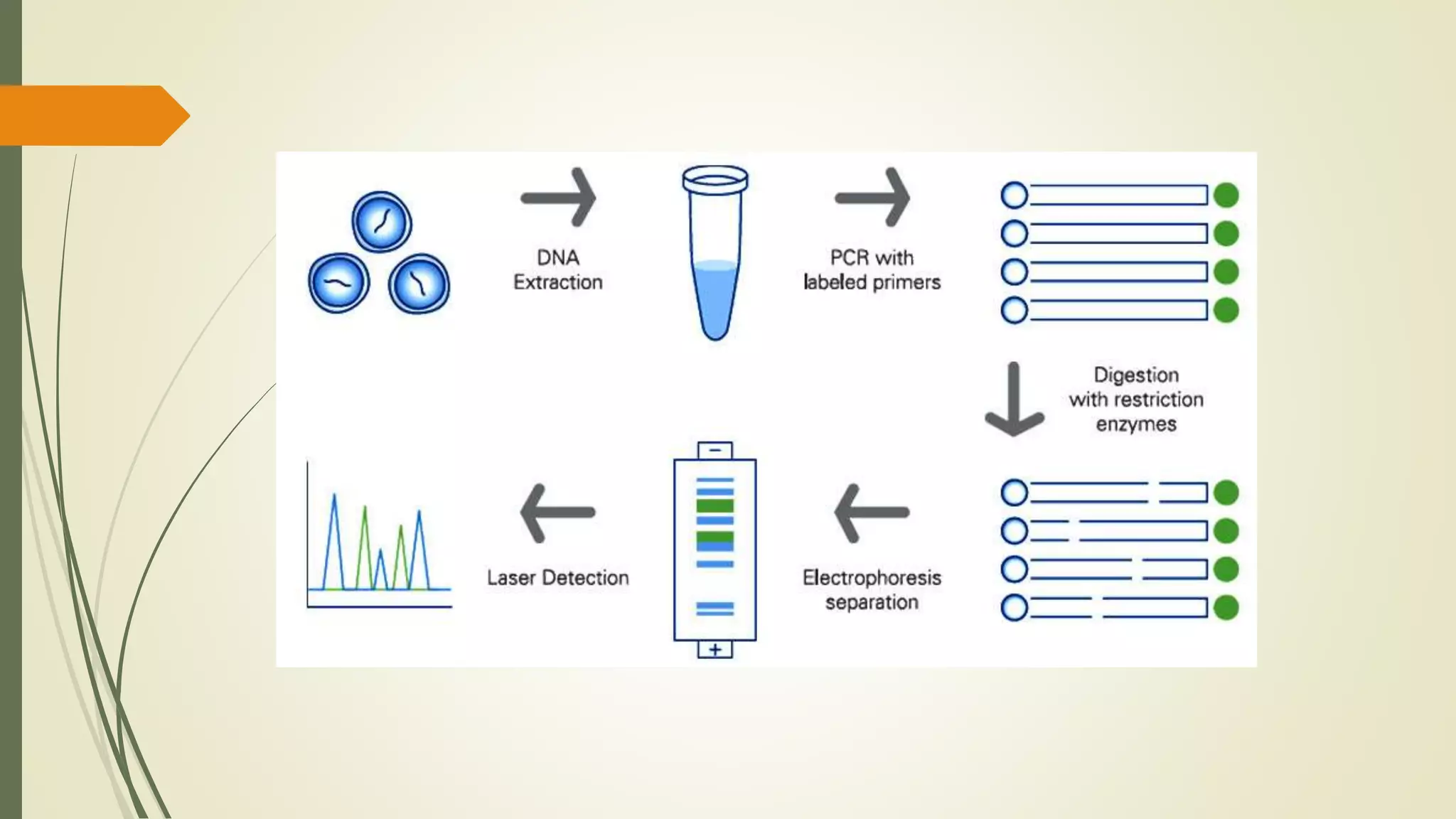 Dna typing methods | PPTX