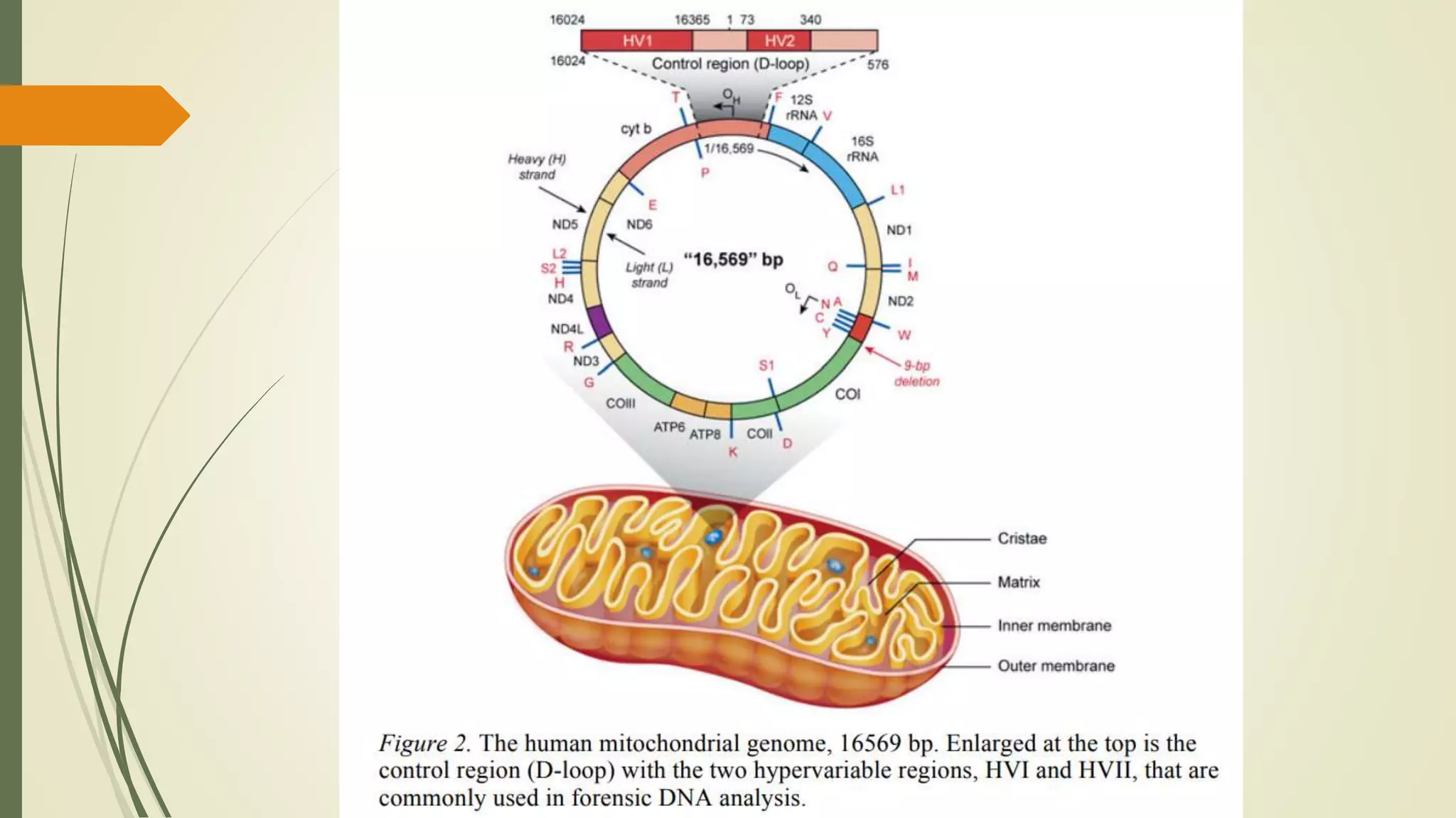 Dna Typing Methods Pptx