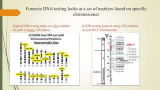 Dna typing methods | PPTX