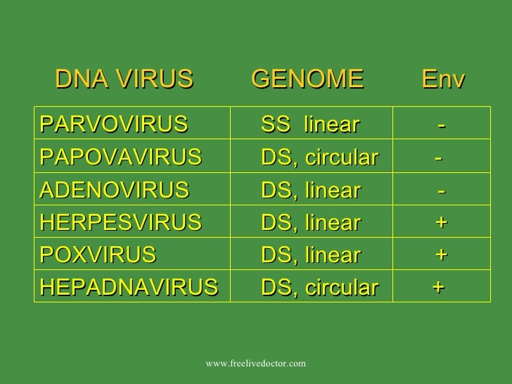 Dna Virus