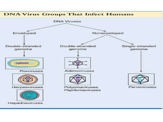 Group of Dna viruses and viral vectors | PPTX