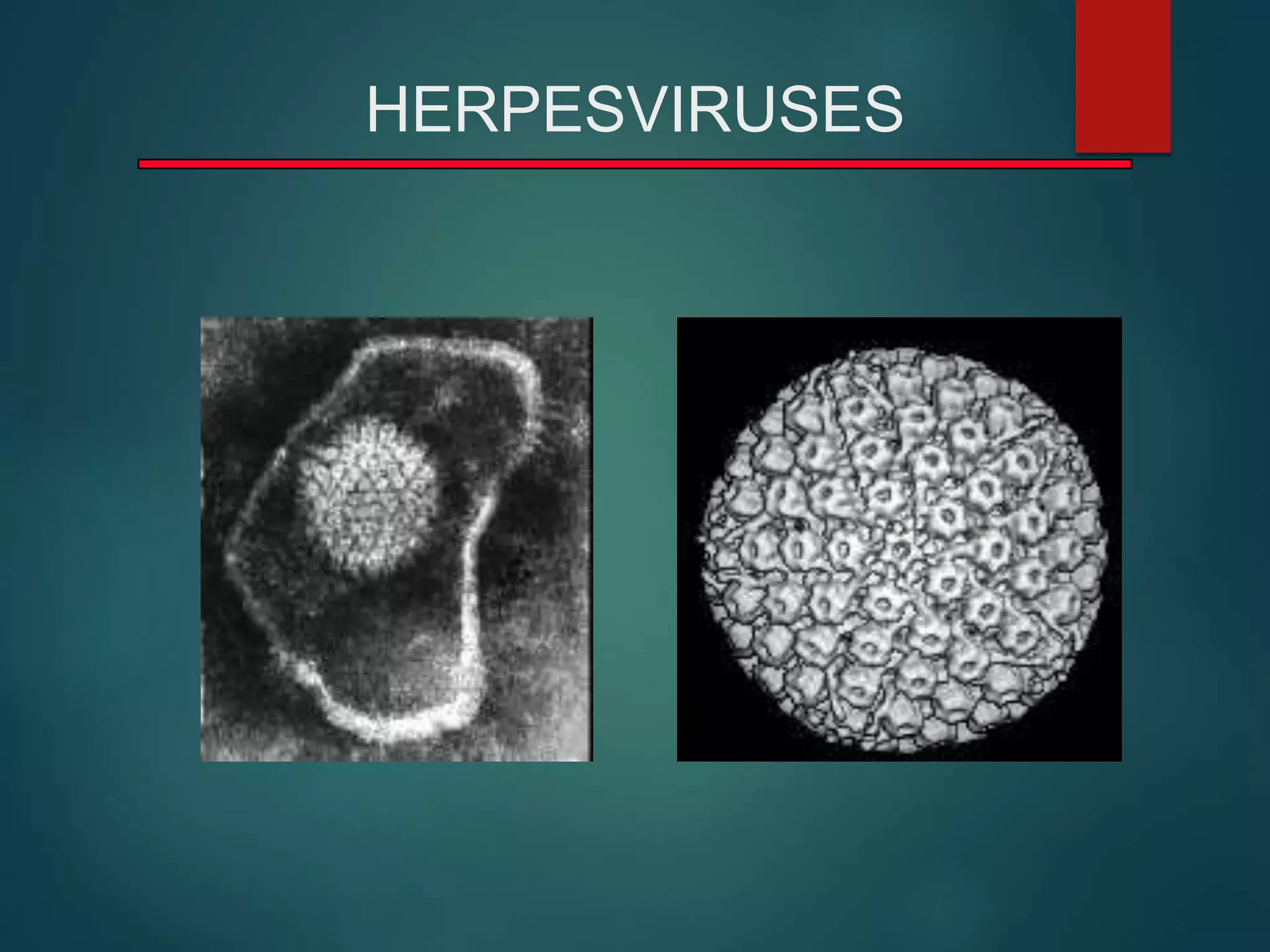 DNA VIRUS REPLICATION | PPTX