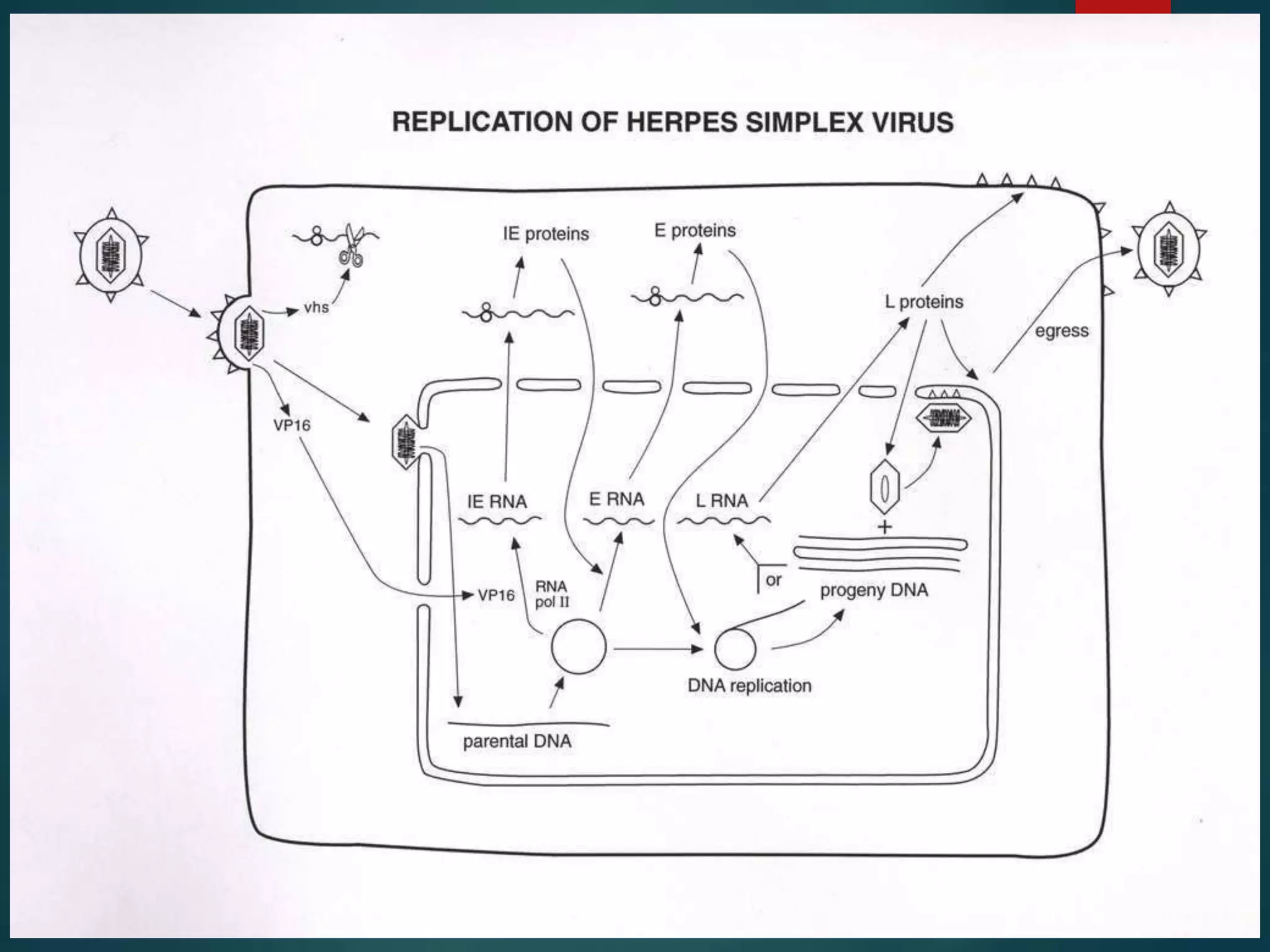 DNA VIRUS REPLICATION | PPTX