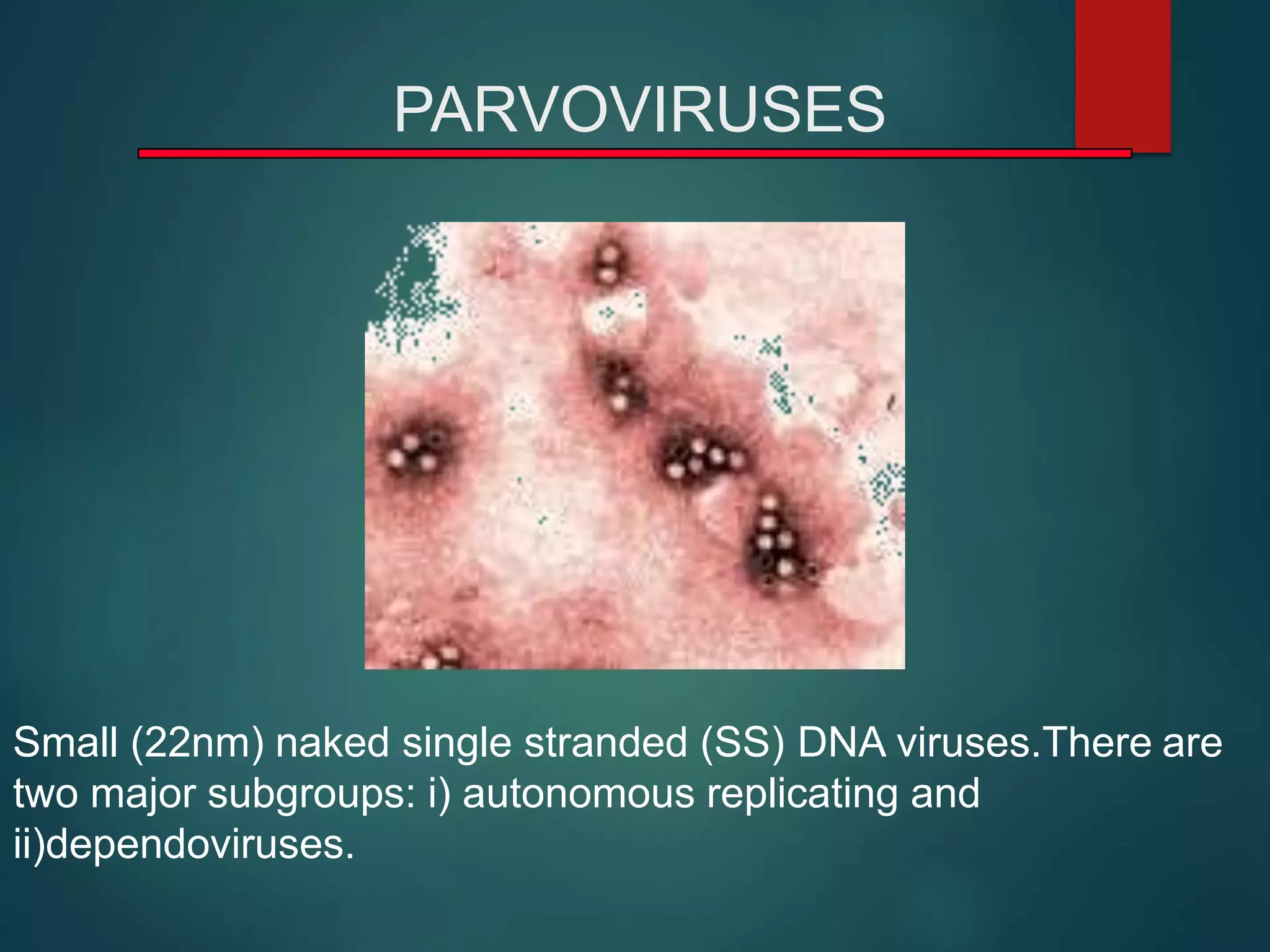 DNA VIRUS REPLICATION | PPTX