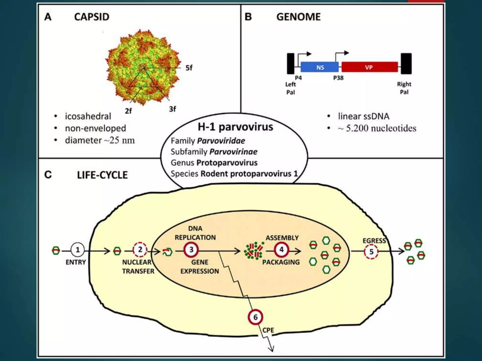 DNA VIRUS REPLICATION | PPTX