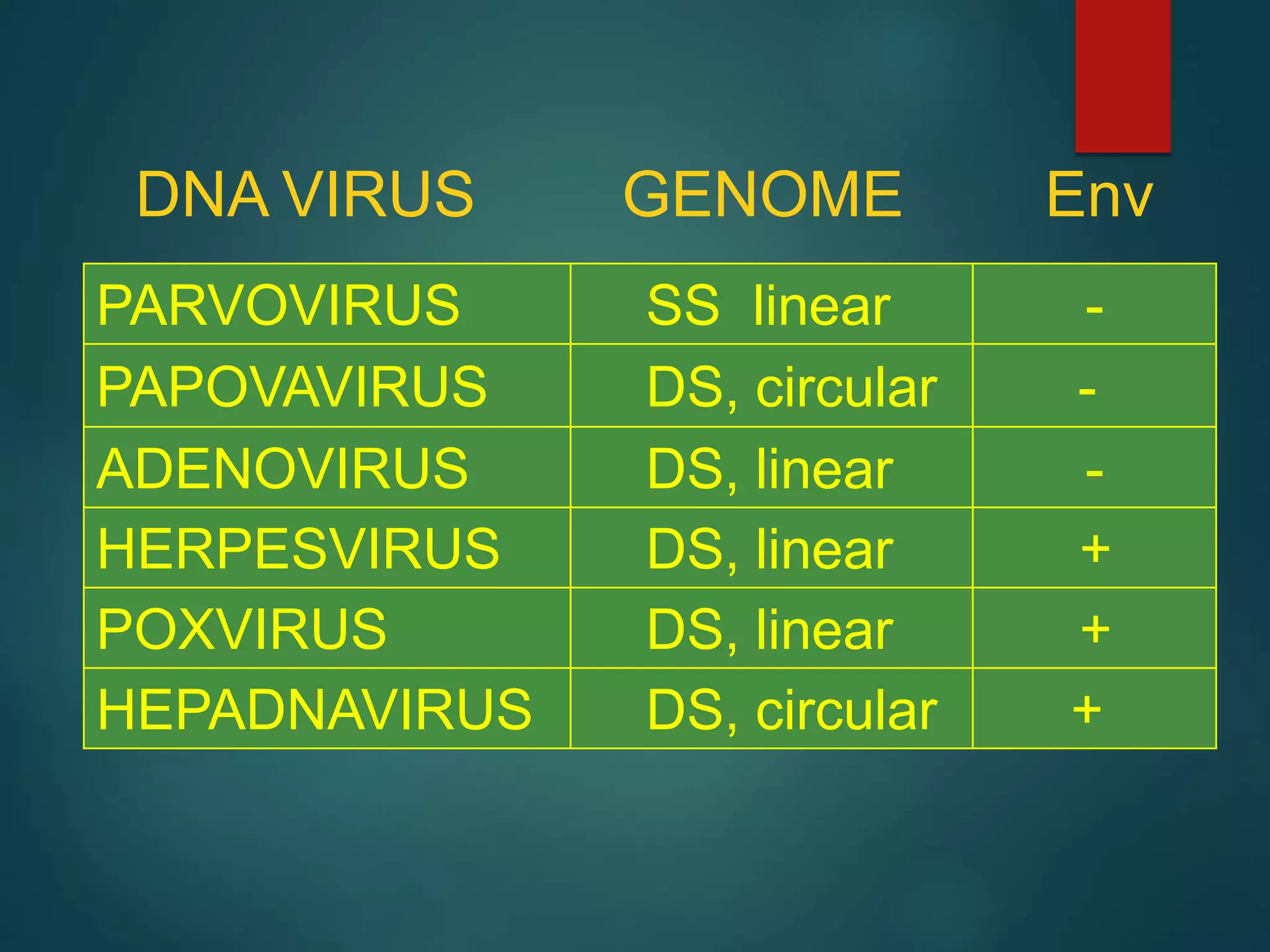 DNA VIRUS REPLICATION | PPTX