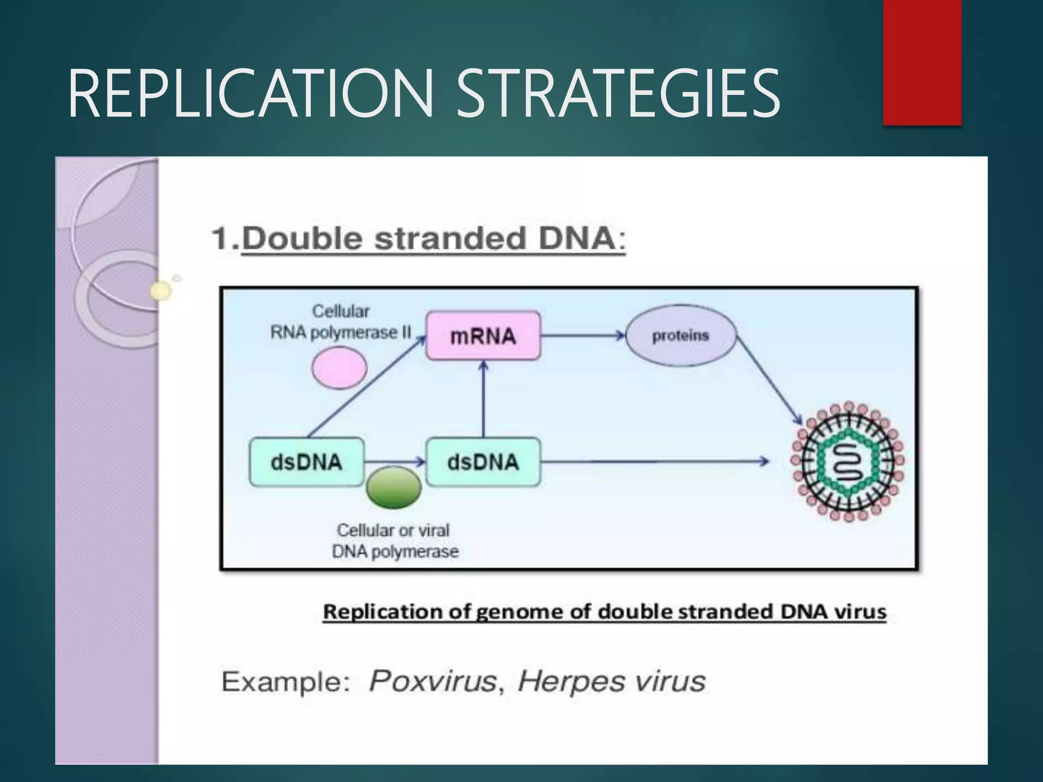 DNA VIRUS REPLICATION | PPTX