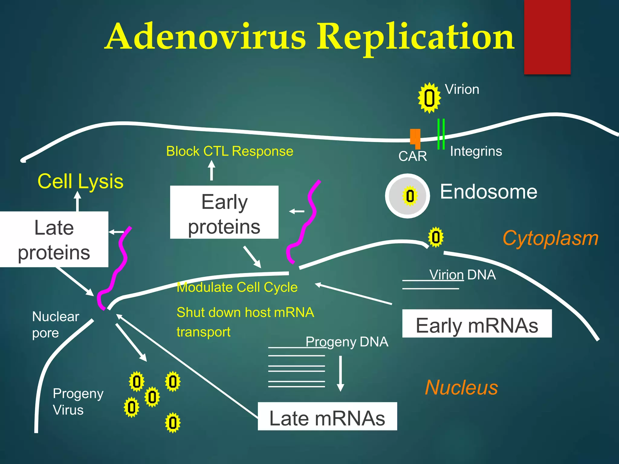 DNA VIRUS REPLICATION | PPTX