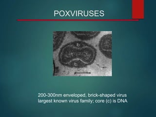 DNA VIRUS REPLICATION | PPTX