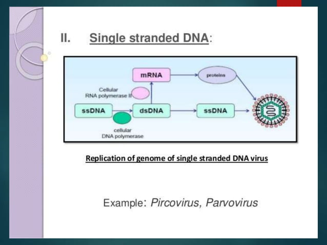 DNA VIRUS REPLICATION | PPTX