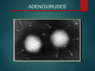 DNA VIRUS REPLICATION | PPTX