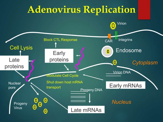 DNA VIRUS REPLICATION | PPTX