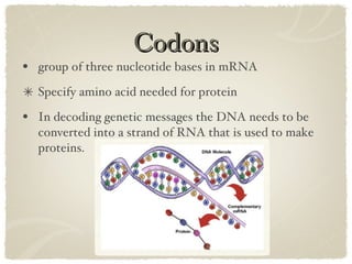 DNA vs. RNA | PPT
