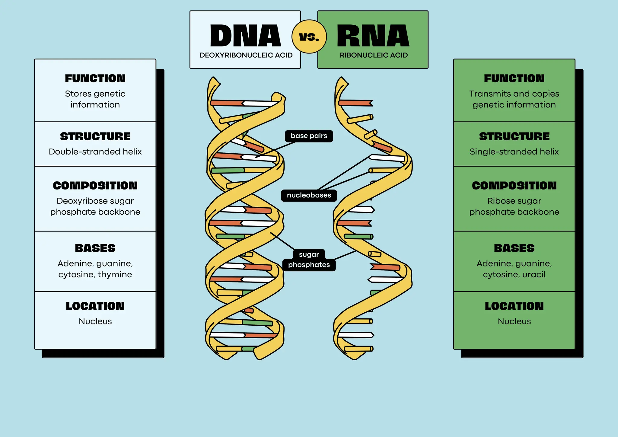 DNA vs. RNA Science Poster in Light Blue Green Lined Style.pdf
