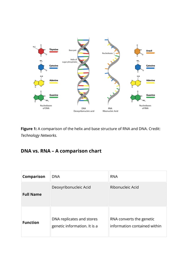 DNA vs. RNA 5 Key Differences and Comparison.pdf