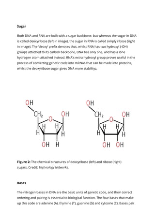 DNA vs. RNA 5 Key Differences and Comparison.pdf