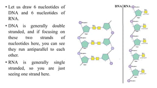 Dna vs rna | PPTX