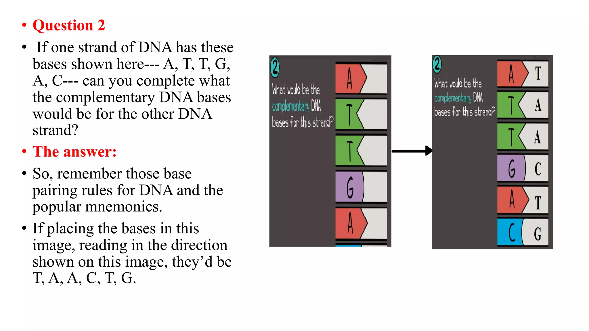 Dna vs rna | PPT