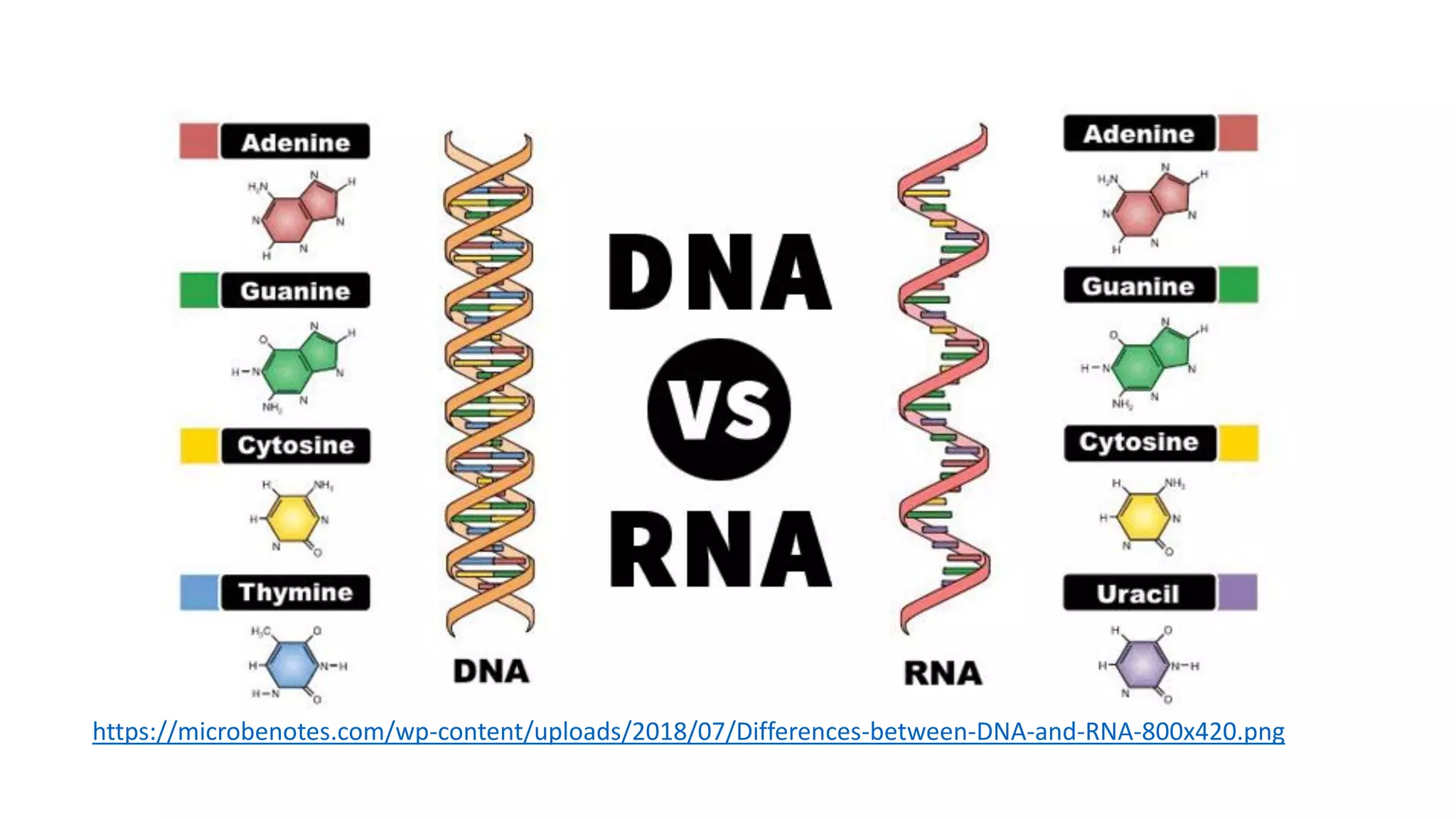 Dna vs rna | PPT