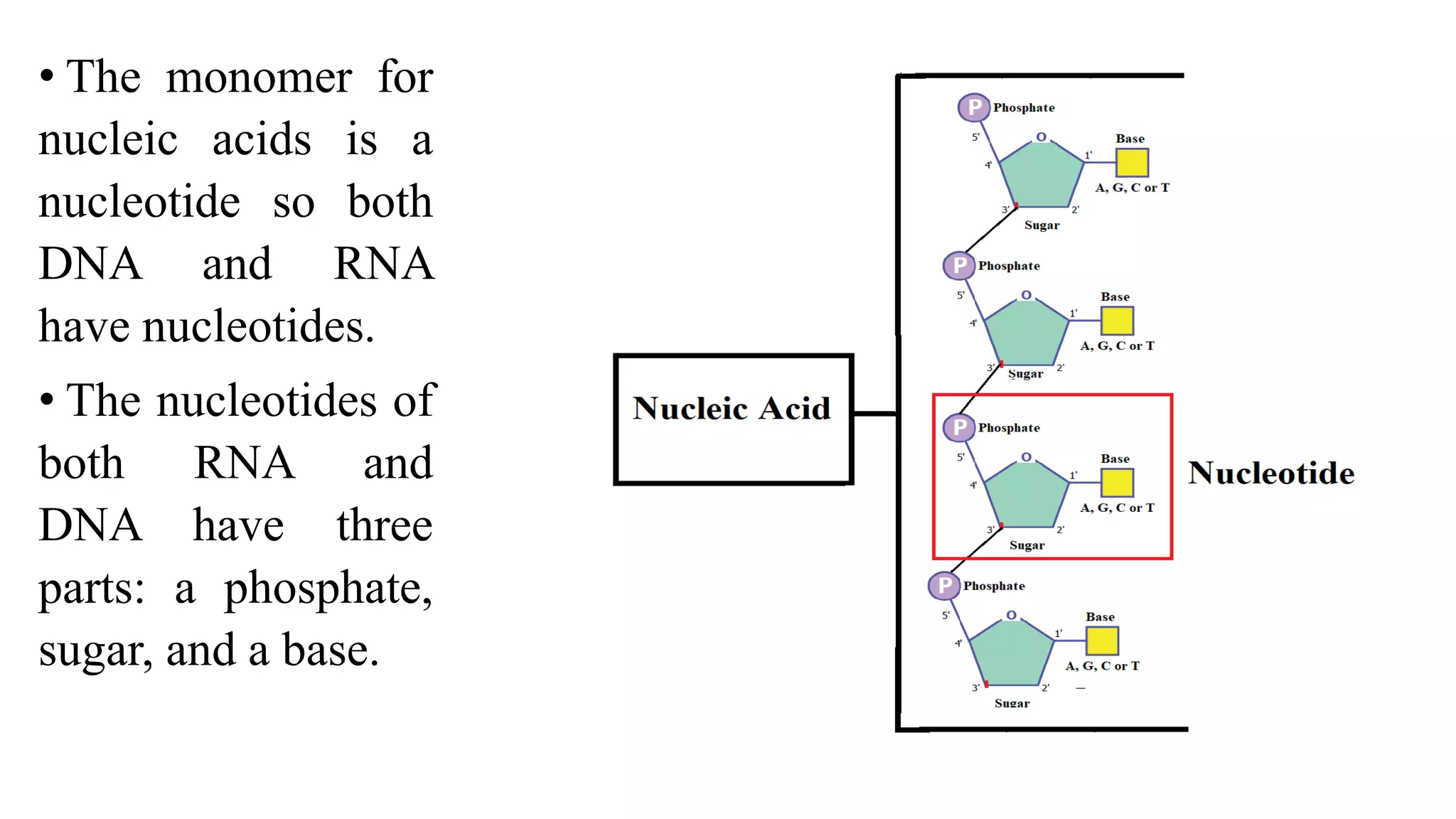 Dna vs rna | PPT