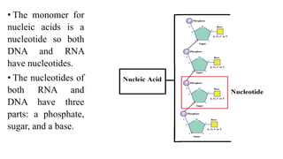 Dna vs rna | PPT