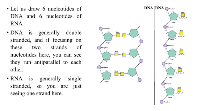 Dna vs rna | PPT