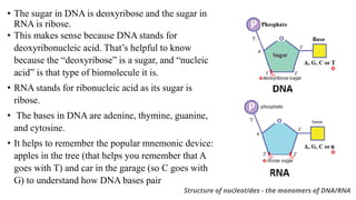 Dna vs rna | PPT
