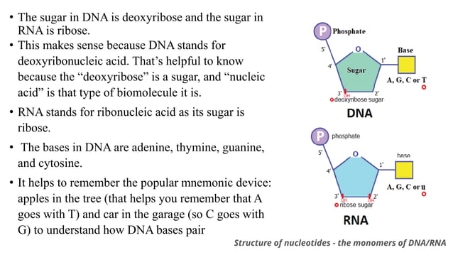 Dna vs rna | PPT