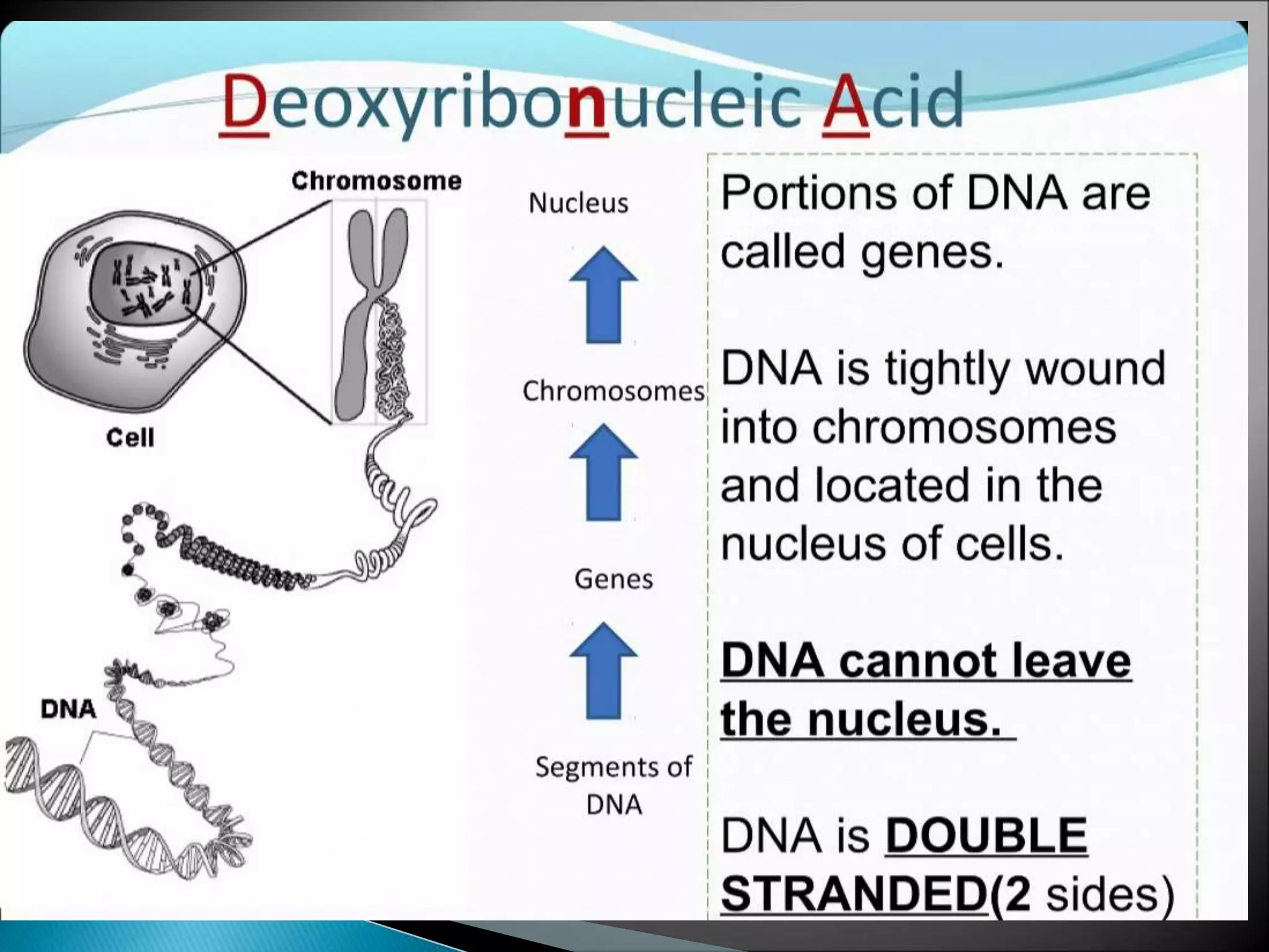 DNA VS RNA | PPT